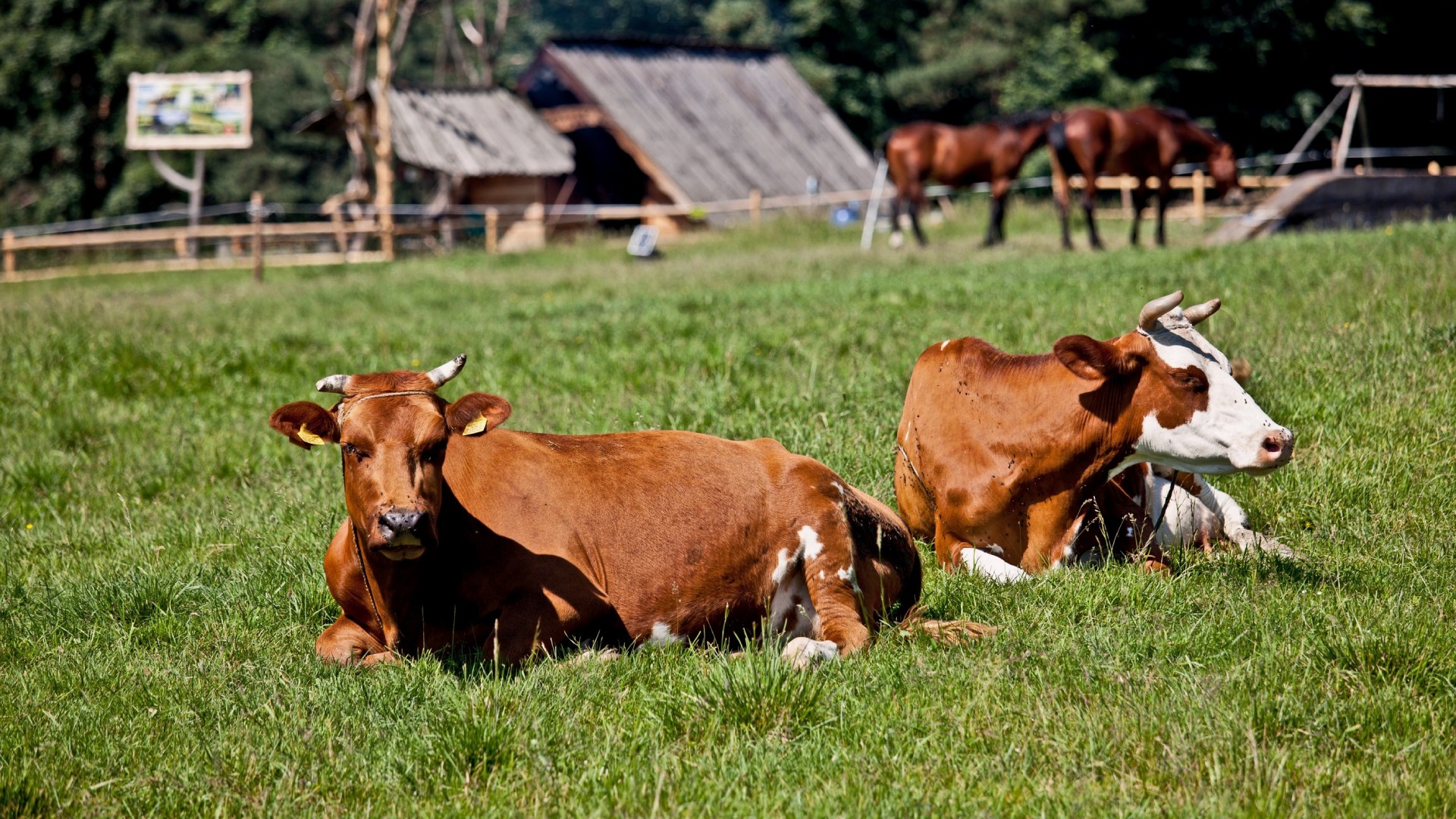 Farm Calls In Coudersport, PA | Potter County Vet Clinic