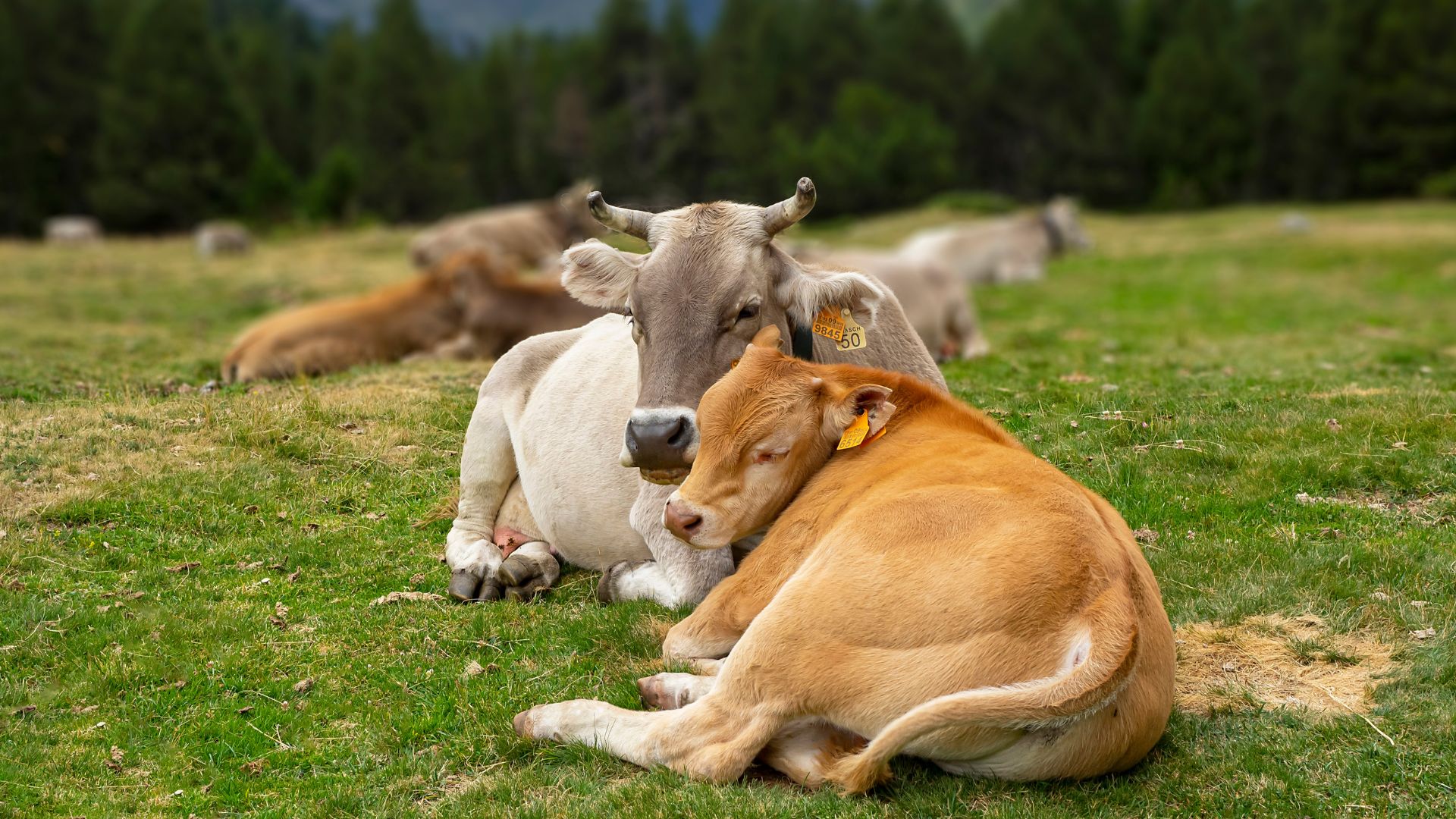 Bovine Surgery In Coudersport, PA | Potter County Vet Clinic